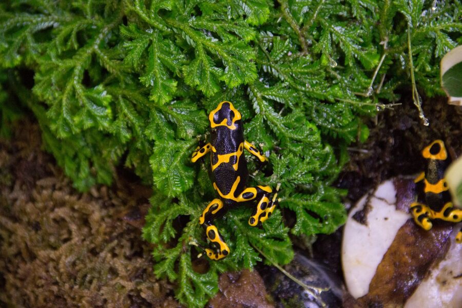 The Deadly Chytrid Fungus | Critter Science