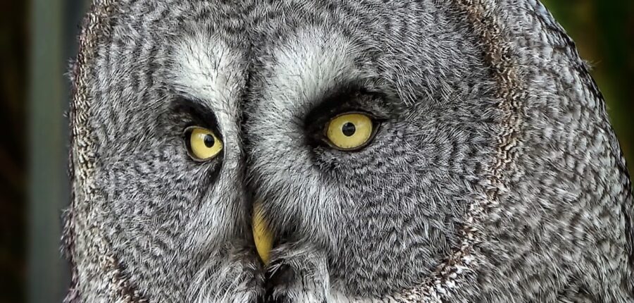 The Great Grey Owl | Critter Science