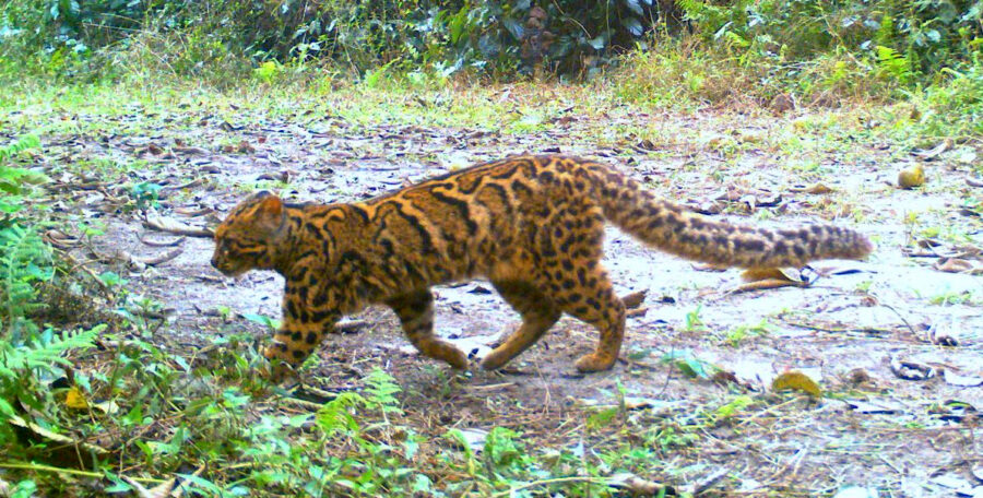 The Marbled Cat | Critter Science