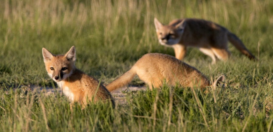 The Swift Fox | Critter Science
