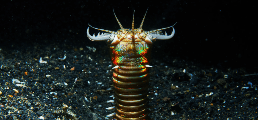 The Terrifying Bobbit Worm | Critter Science