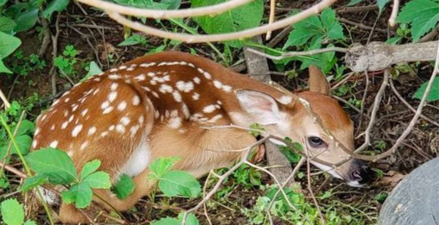 precocial | Critter Science