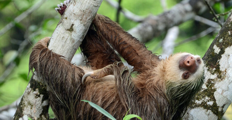 The Hoffmann's 2-Toed Sloth | Critter Science
