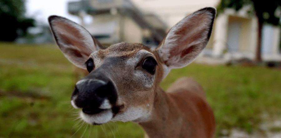 The Key Deer | Critter Science