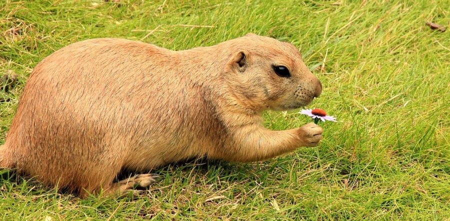 fossorial | Critter Science