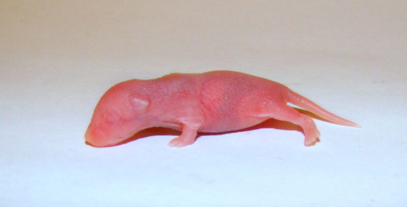 altricial | Critter Science