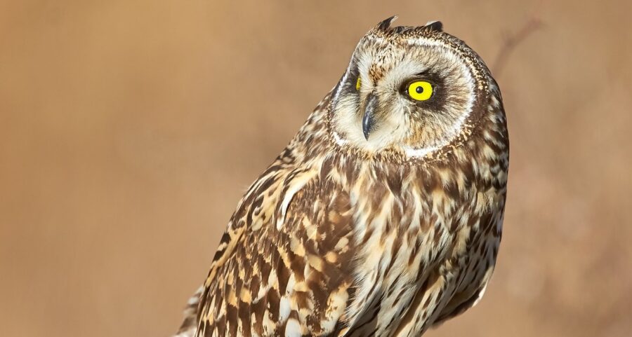 The Short-Eared Owl | Critter Science