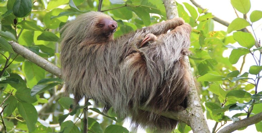 arboreal | Critter Science