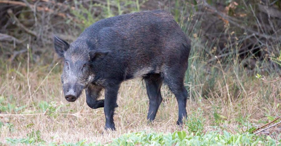 The Invasive Feral Pig | Critter Science