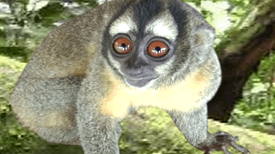 The Panamanian Night Monkey | Critter Science