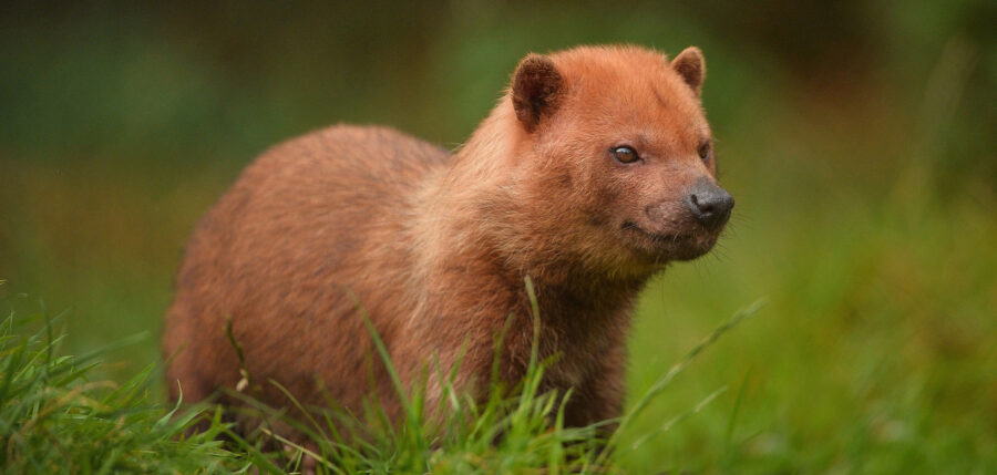 The Bush Dog | Critter Science