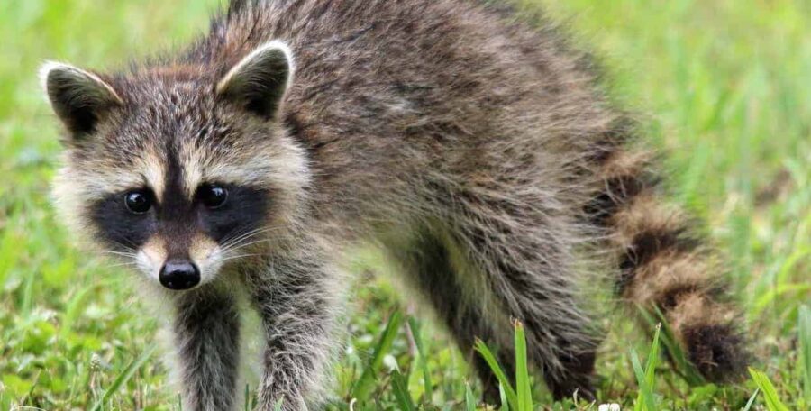 The Cozumel Raccoon | Critter Science