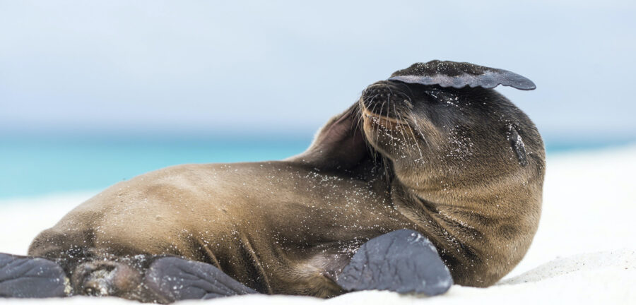 The Galápagos Sea Lion | Critter Science