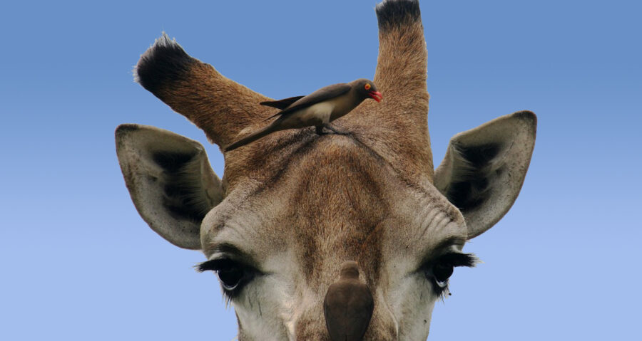 The Custodial Oxpecker | Critter Science