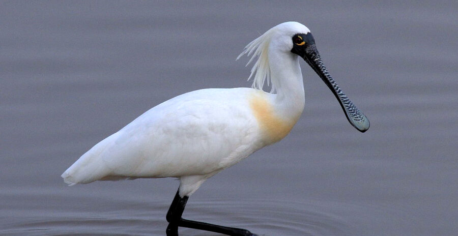 The Black-Faced Spoonbill | Critter Science