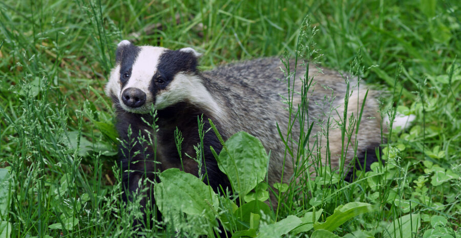 The European Badger | Critter Science