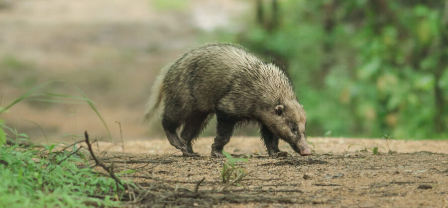 The Greater Hog Badger | Critter Science