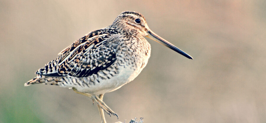 The Migratory Great Snipe | Critter Science