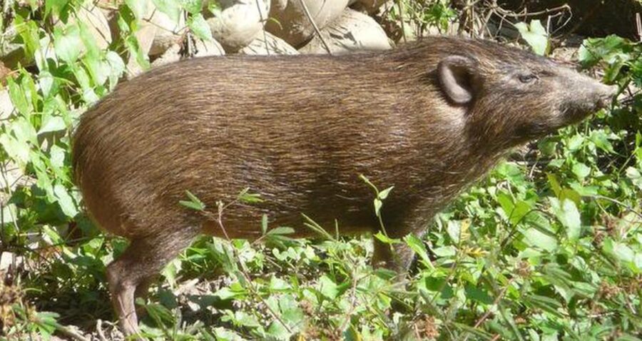 The Pygmy Hog | Critter Science
