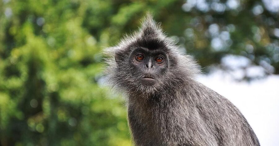 The Silvery Lutung | Critter Science