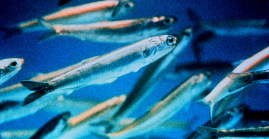 The Popular Anchovy | Critter Science