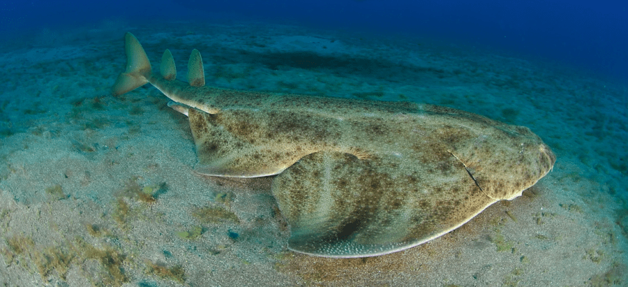 The Angel Shark | Critter Science