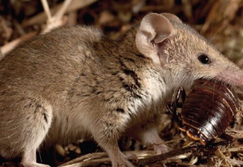 The Blue Coua | Critter Science