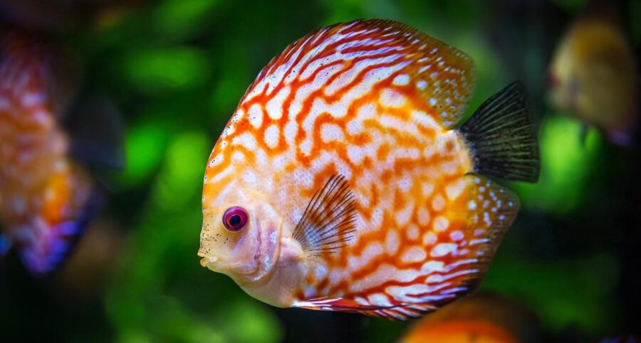 The Beautiful Discus | Critter Science