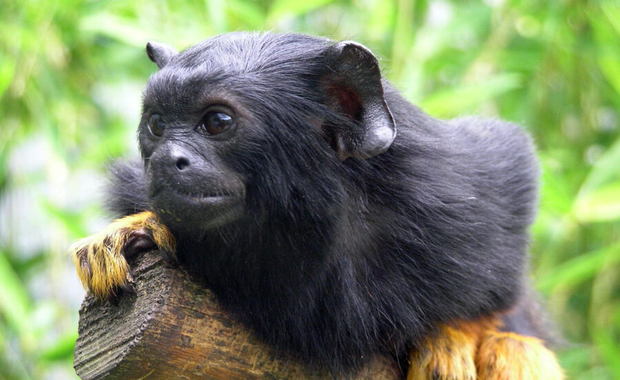 The Golden-Handed Tamarin | Critter Science