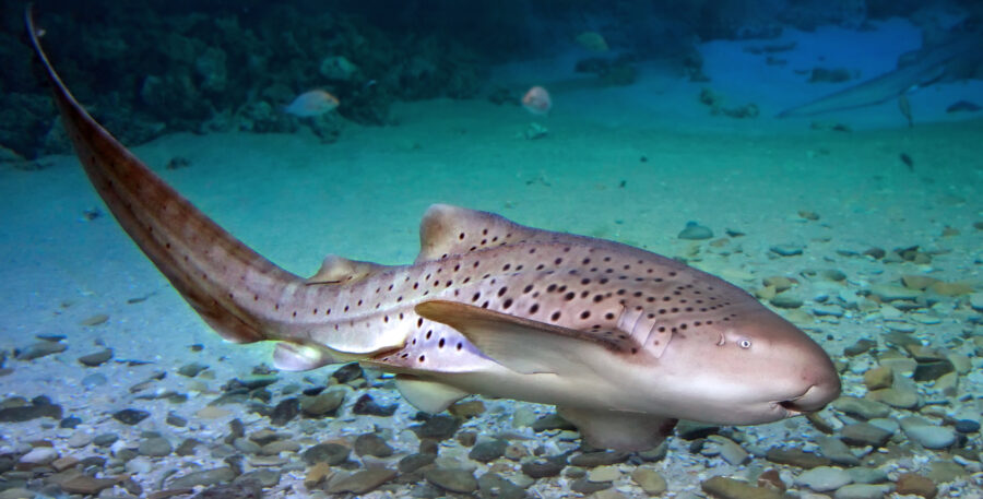 The Zebra Shark | Critter Science
