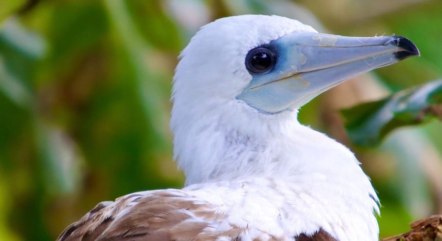 The Abbott's Booby | Critter Science