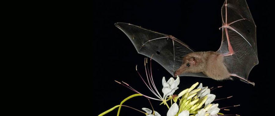 Daily Critter Facts | Critter Science