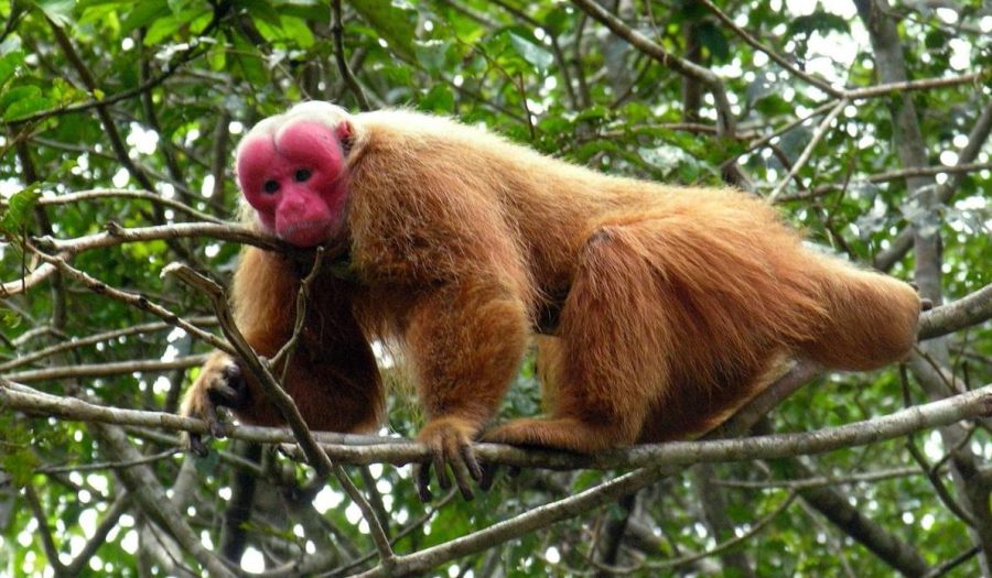 The Bald Uakari | Critter Science