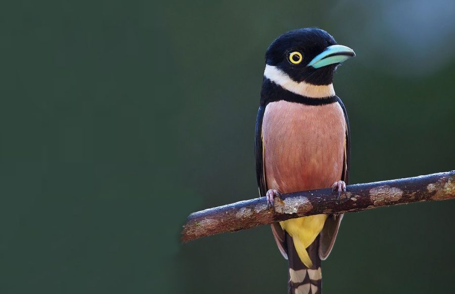 The Black and Yellow Broadbill | Critter Science