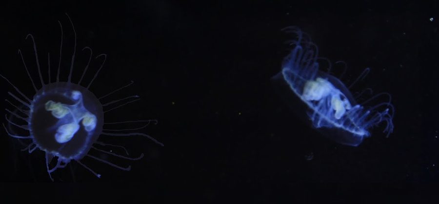 water | Critter Science