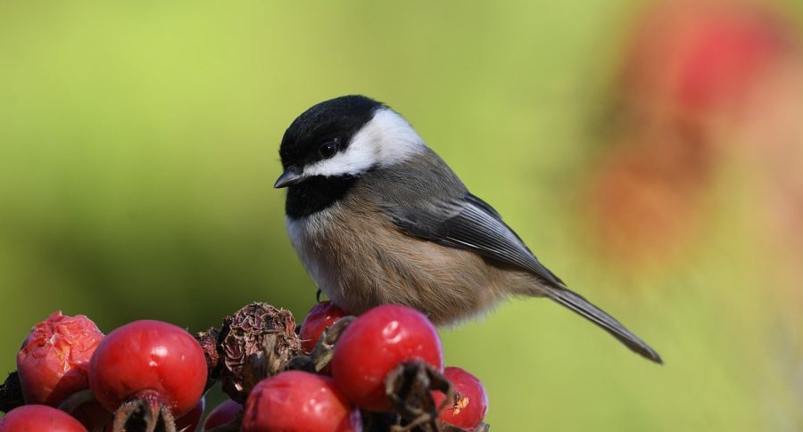 The Black-Capped Chickadee | Critter Science