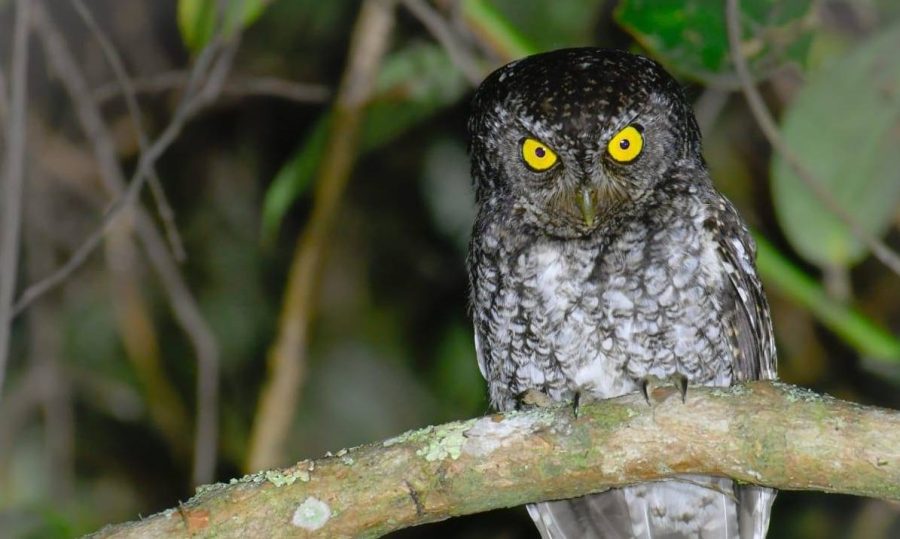 The Bearded Screech Owl | Critter Science