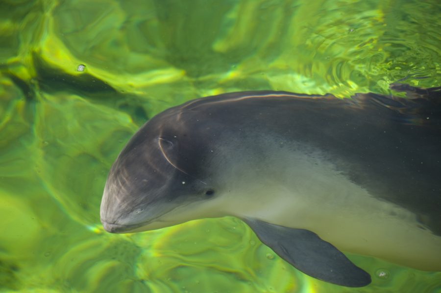The Harbor Porpoise | Critter Science