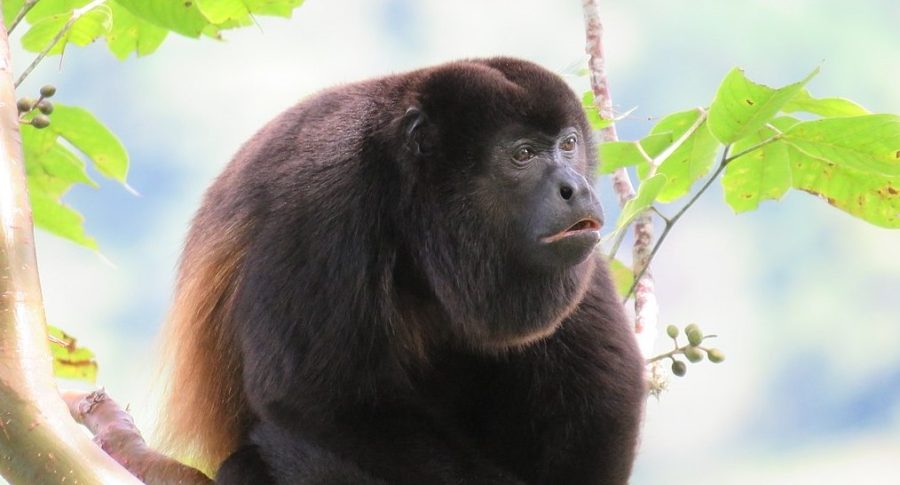 The Mantled Howler Monkey | Critter Science