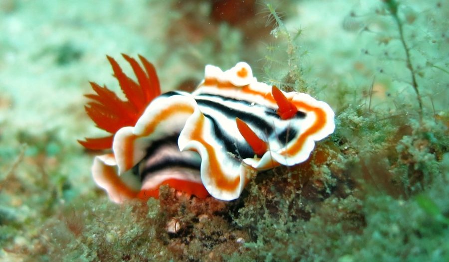 The Amazing Nudibranch | Critter Science
