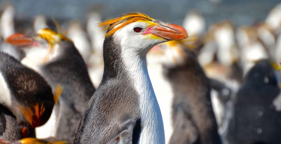 The Social Royal Penguin | Critter Science