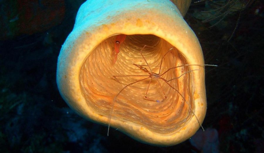 The Forgotten Sponge | Critter Science