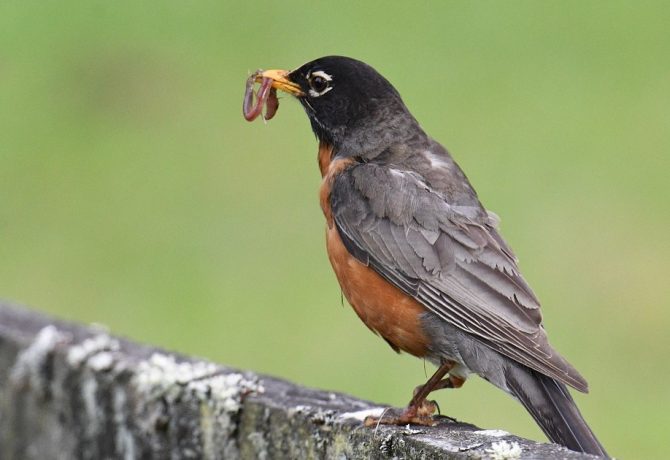 The Deadly Blue Malayan Coral Snake | Critter Science