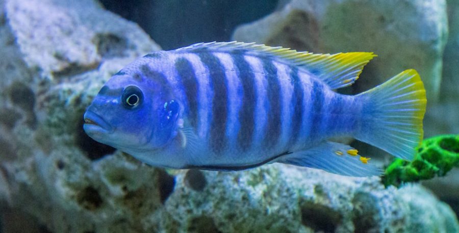 The Diverse Cichlid | Critter Science