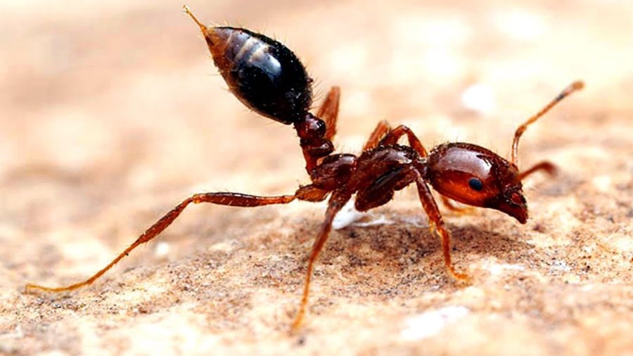 The Dreaded Fire Ant | Critter Science