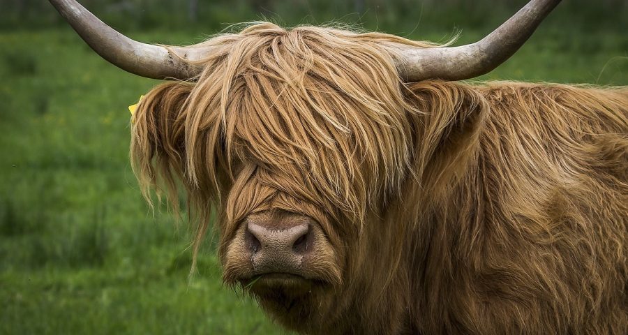 The Highland Cattle Critter Science