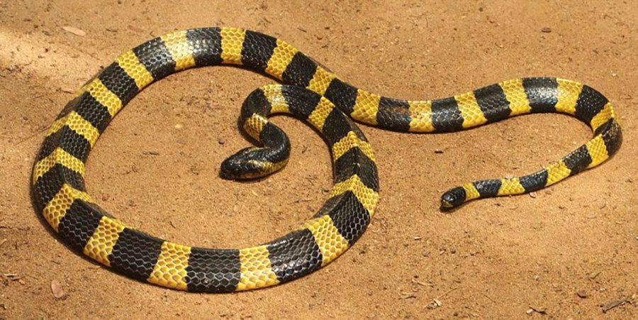 The Banded Krait | Critter Science