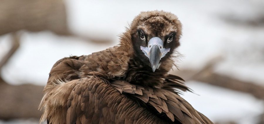 The Cinereous Vulture | Critter Science