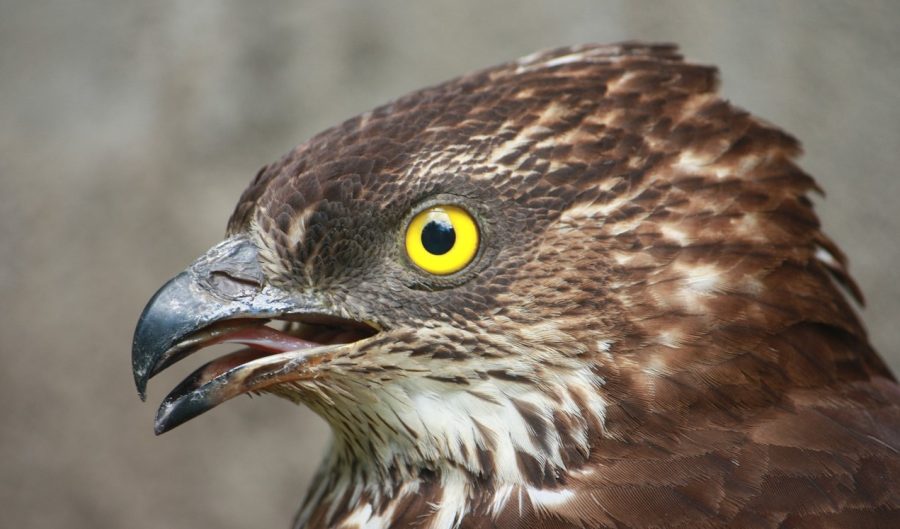The European Honey Buzzard | Critter Science