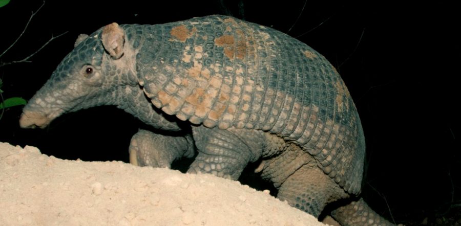 The Giant Armadillo | Critter Science